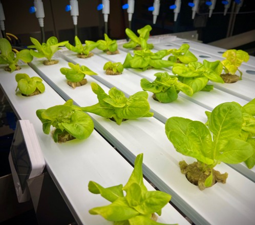 Sustainable Production – SMART Lab